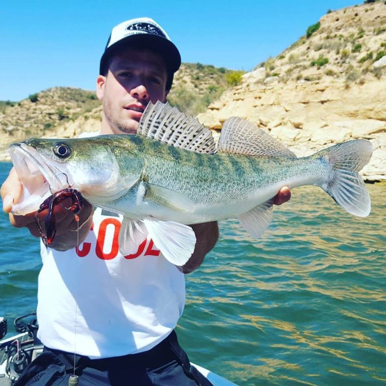 Pike-perch fishing: how to lure this difficult fish? - Rodmaps