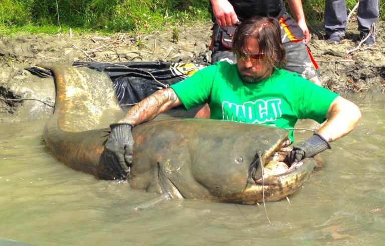 Silure record : les 10 plus gros silures pêchés à ce jour