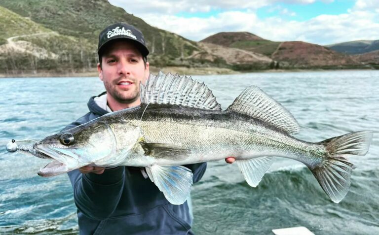 Pike-perch: all you need to know about this phantom fish - Rodmaps