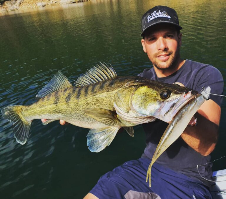 Pike-perch: all you need to know about this phantom fish - Rodmaps