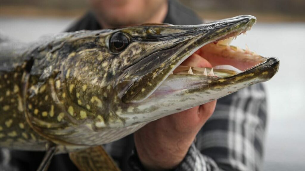 Bas de ligne brochet – Quels bas de ligne choisir pour pêcher le brochet