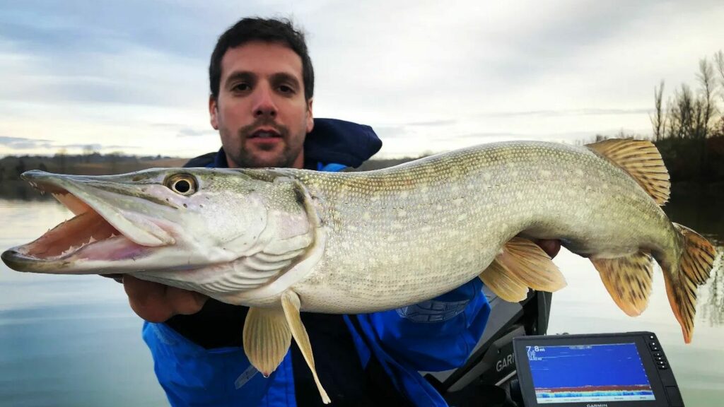 Comment tenir un brochet correctement : techniques sûres pour le ...