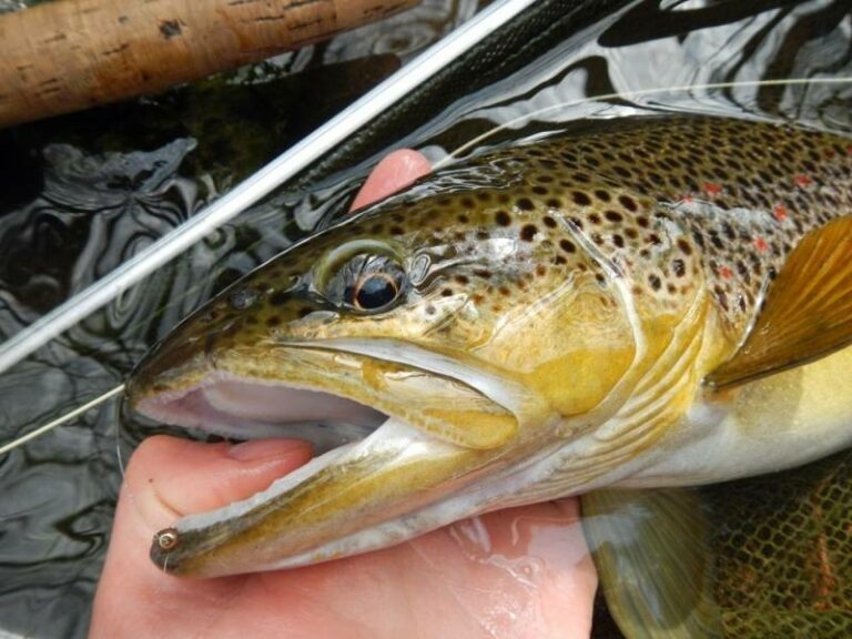 Où pêcher la truite : les meilleurs spots et techniques en France