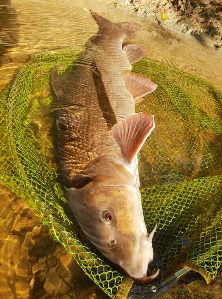 Le barbeau, un poisson rustique et sportif de nos rivières européennes ...