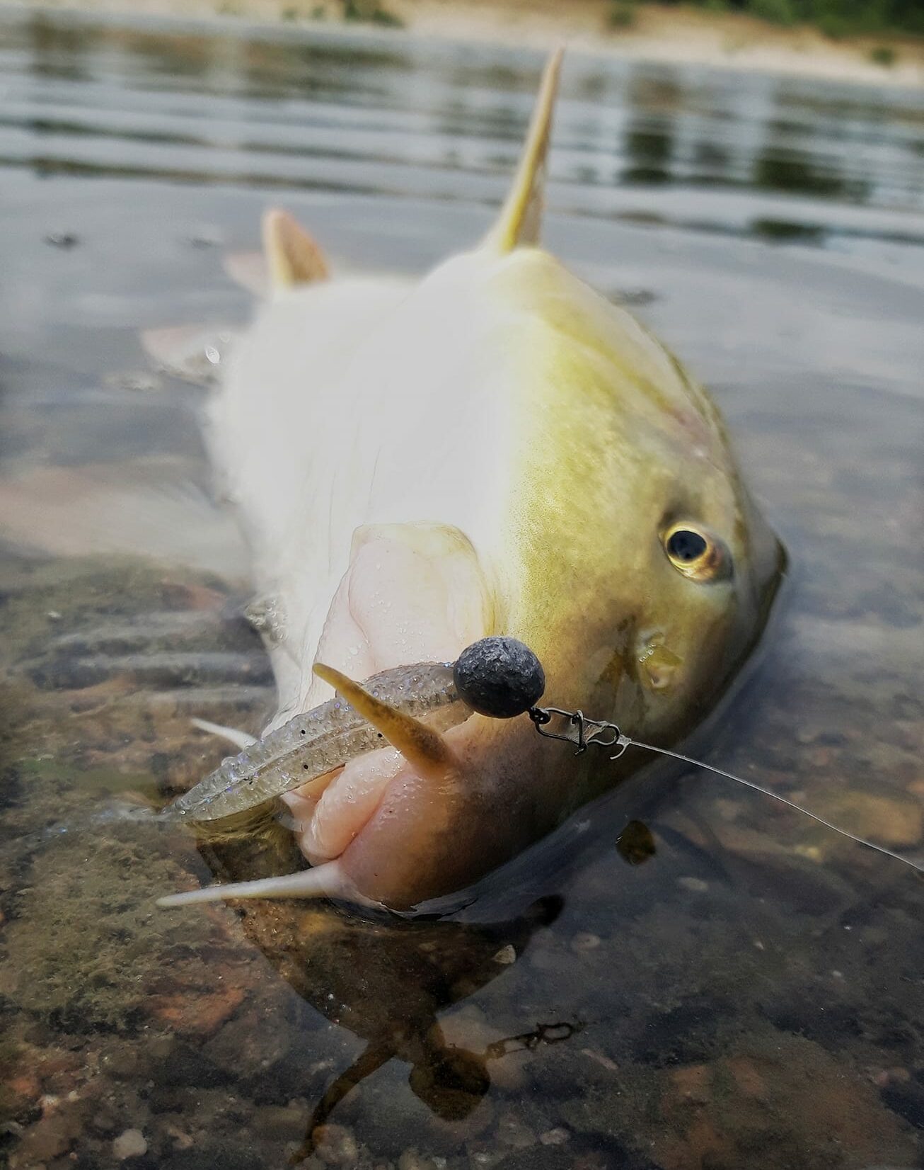 Le barbeau, un poisson rustique et sportif de nos rivières européennes ...