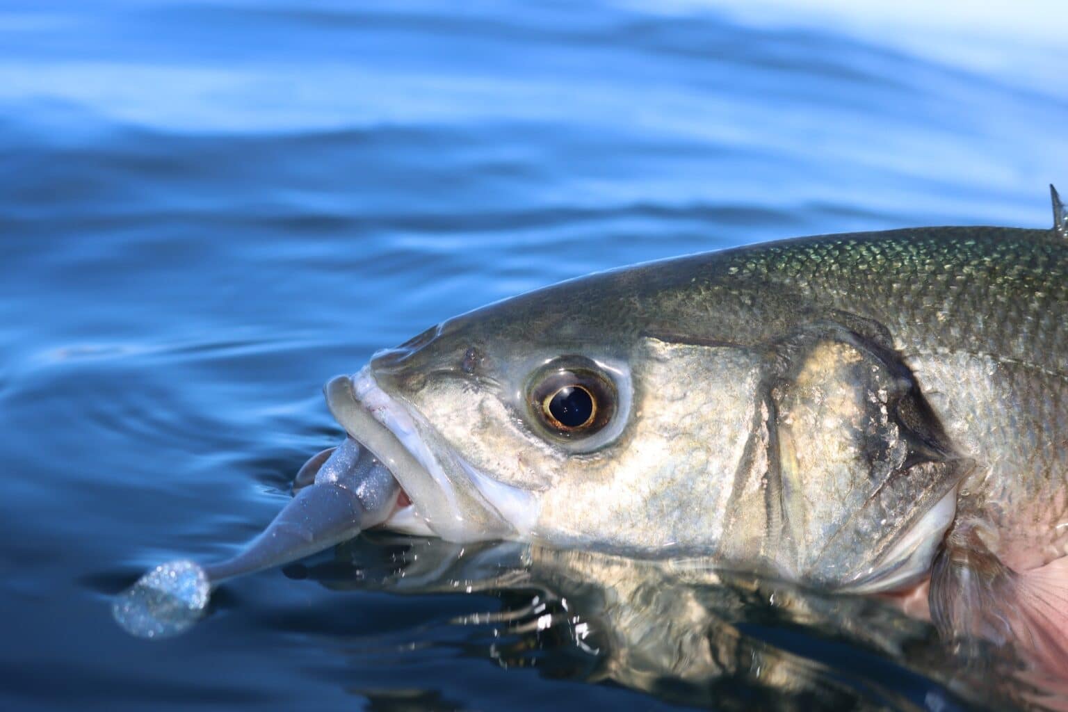 The One Up shad: Sawamura's iconic soft lure - Rodmaps