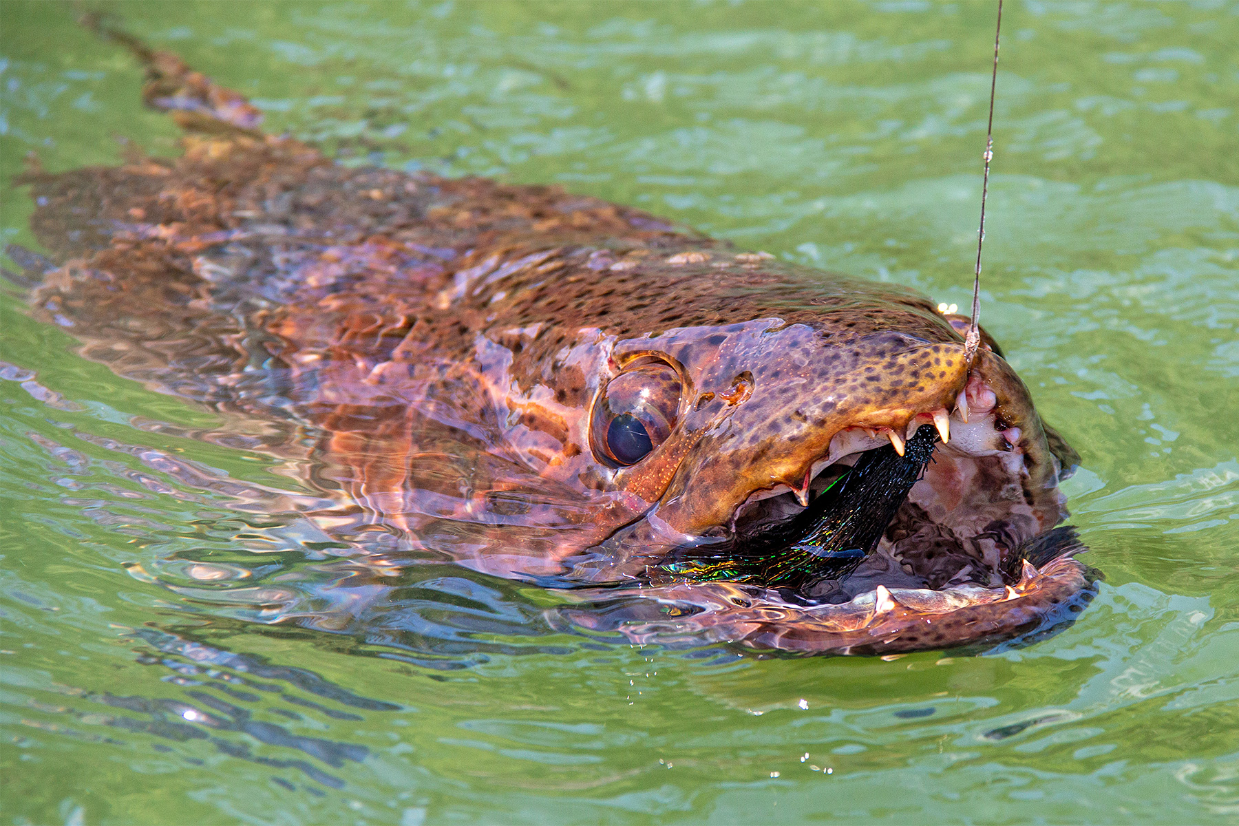 L'aïmara : découvrez ce poisson préhistorique d'Amérique du Sud
